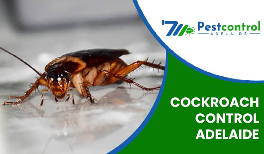 Cockroach Control Adelaide | Cockroach Treatment & Removal