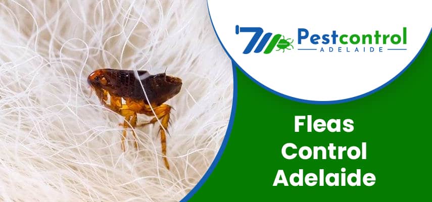 Fleas Control Adelaide | Flea Removal & Treatment Adelaide